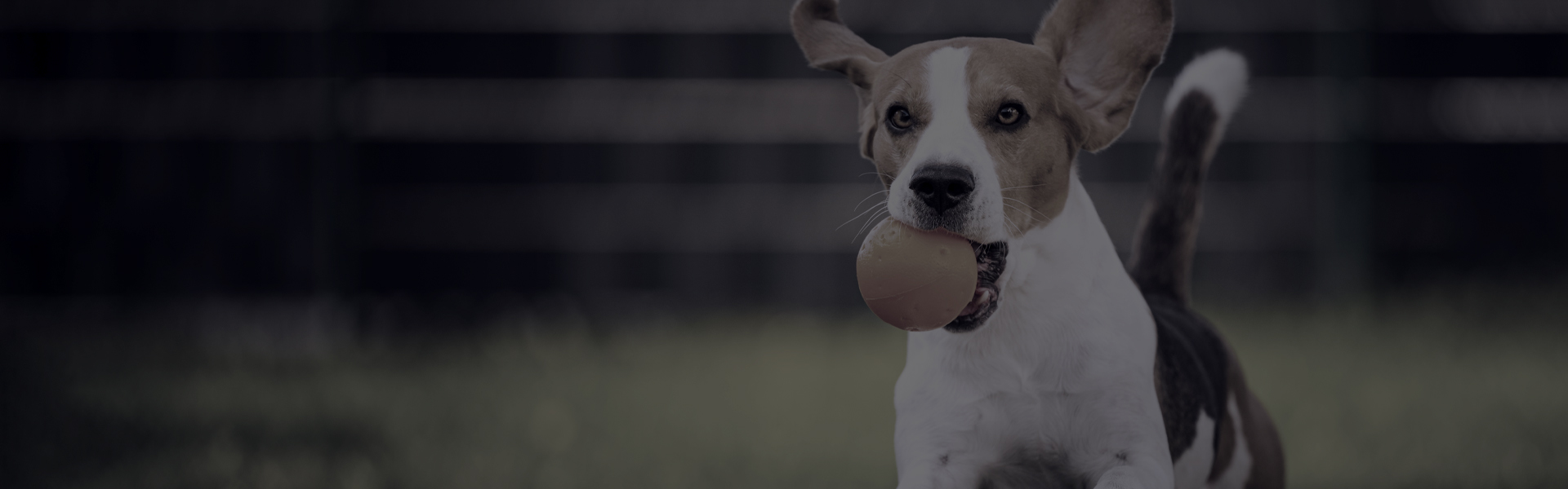 Memphis Dog Bite Lawyer | Ballin, Ballin & Fishman, P.C.